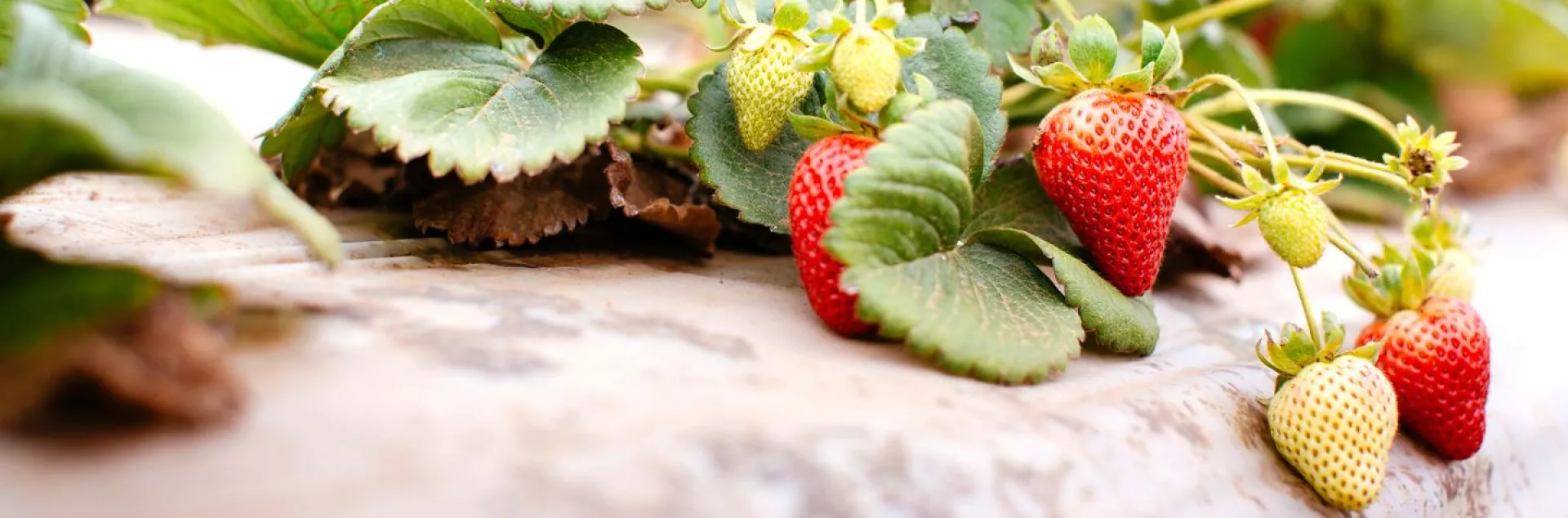 About Us Uc Master Gardener Program